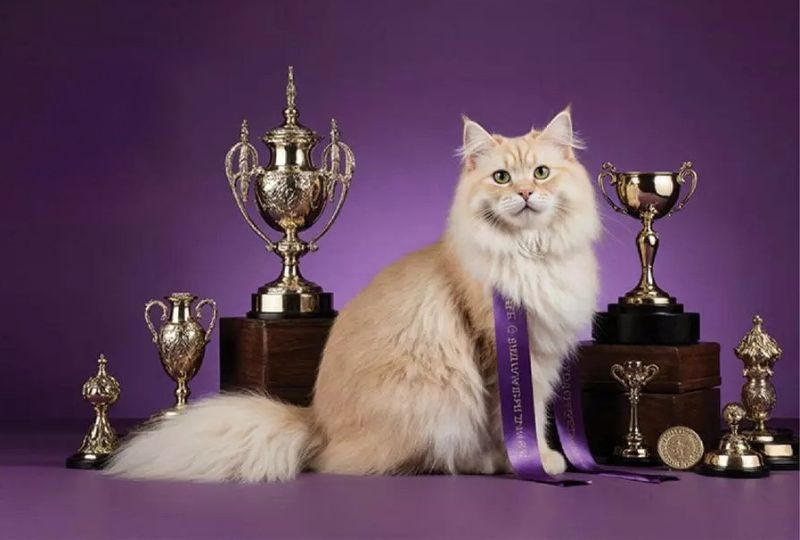 Inside Cat Show Riyadh 2025: Dates, Tickets, and What to Expect
