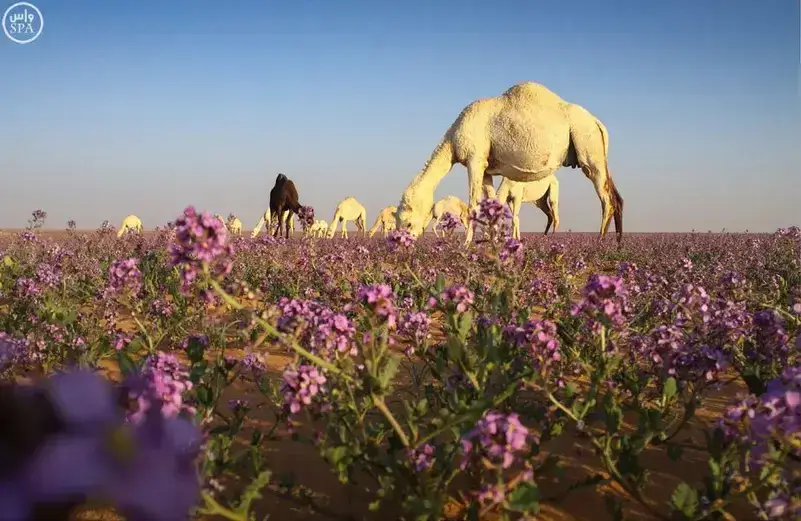 The Importance of Color Purple in Saudi Arabia | Soul of Saudi
